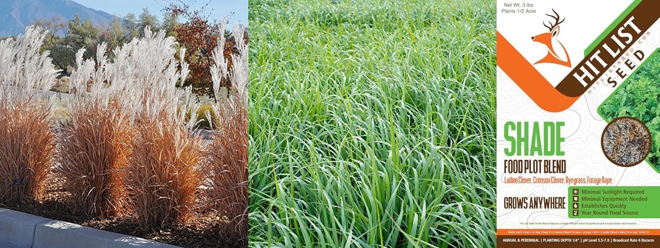 Top 5 Perennial Grasses for Deer: A Comprehensive Review
