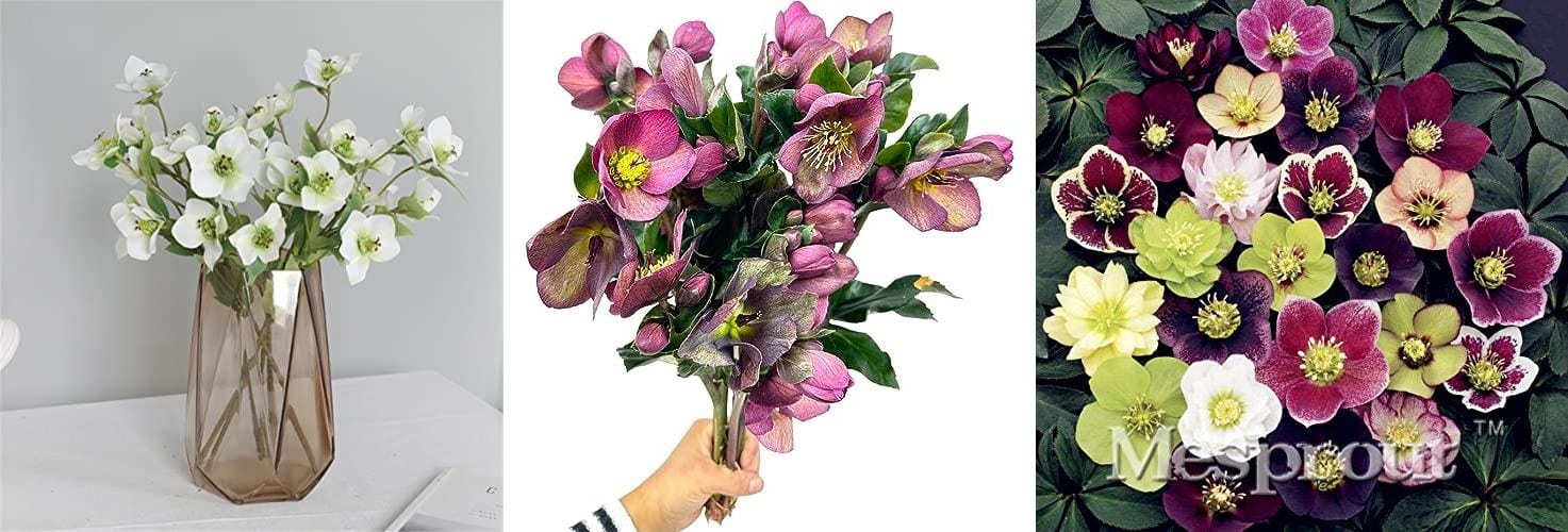 Best Hellebores For Cut Flowers - Top 5 Picks & Review