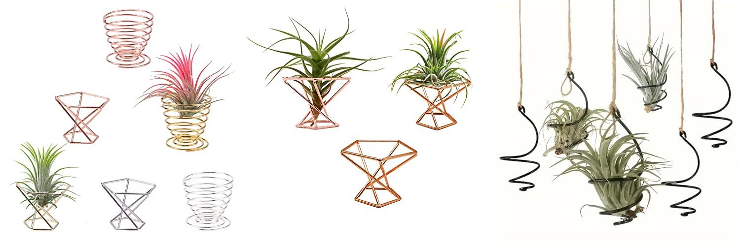 Top 5 Containers for Air Plants: Your Essential Guide